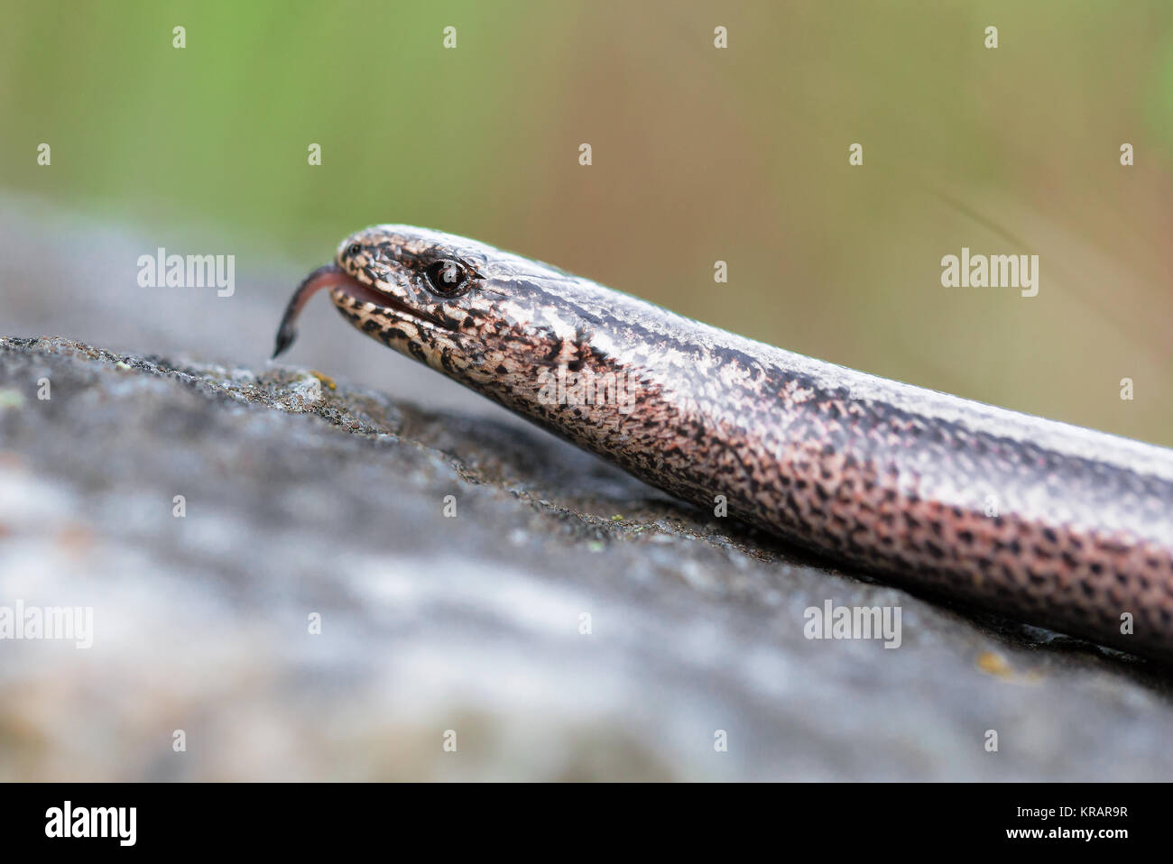 Blindworm on soil hi-res stock photography and images - Alamy