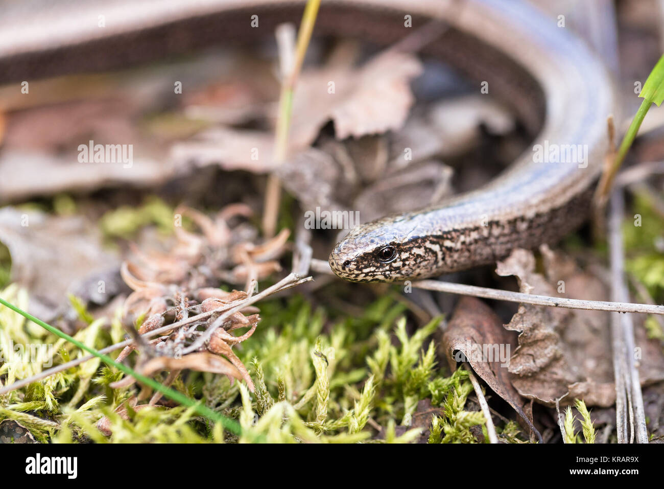 Blindworm on soil hi-res stock photography and images - Alamy