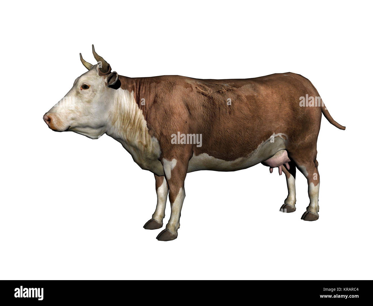 Cattle cow Cut Out Stock Images & Pictures - Alamy