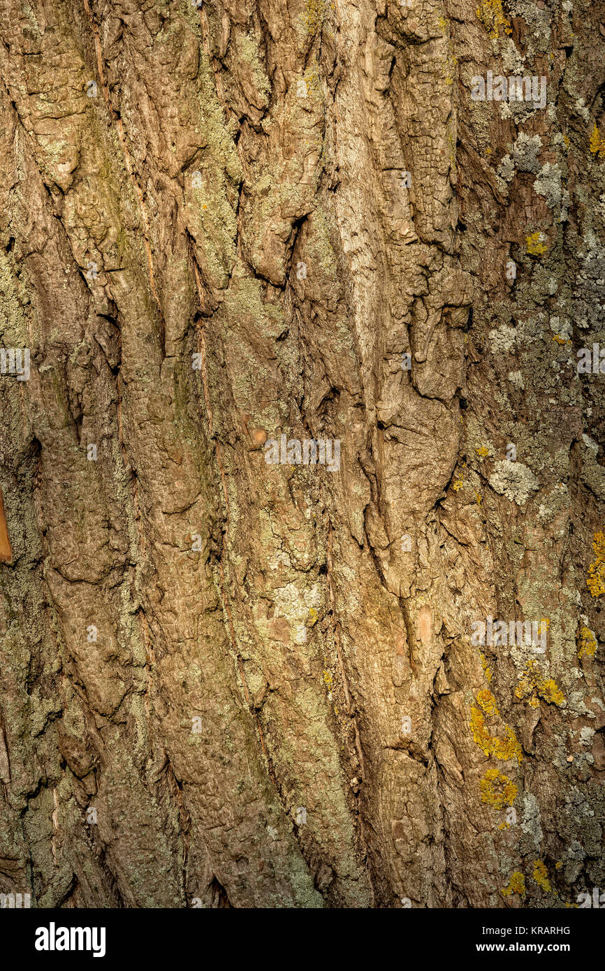 Fissured bark hi-res stock photography and images - Alamy