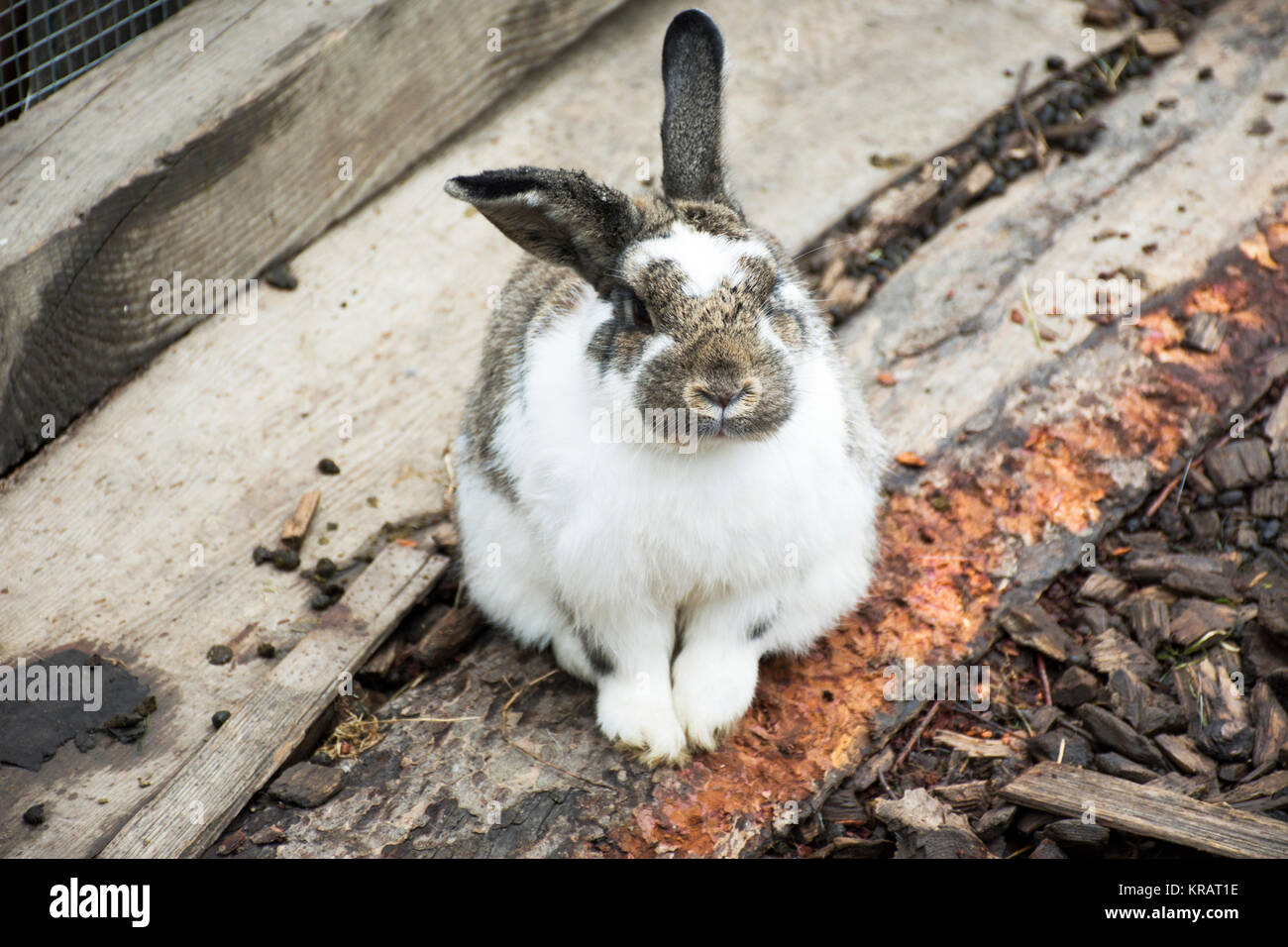 Rabbits stand on ground in cage at outdoor at Pfunds village in evening ...