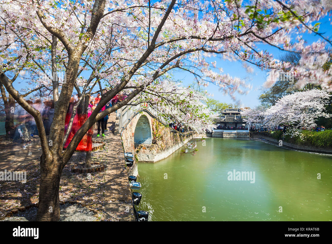 Cherry Blossom of Turtle Head Islet in Taihu Lake,Wuxi City,Jiangsu Province,China Stock Photo ...