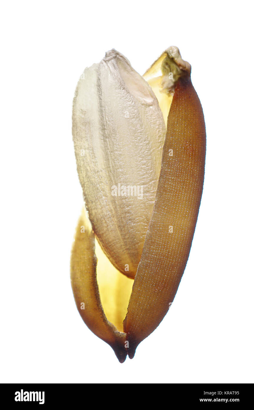 Single rice plant hi-res stock photography and images - Alamy