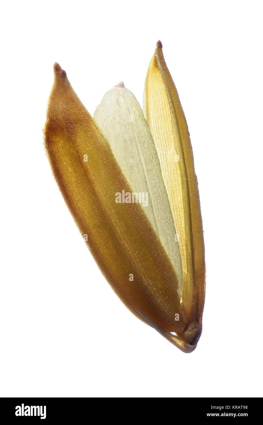 Single Rice Plant High Resolution Stock Photography and Images - Alamy