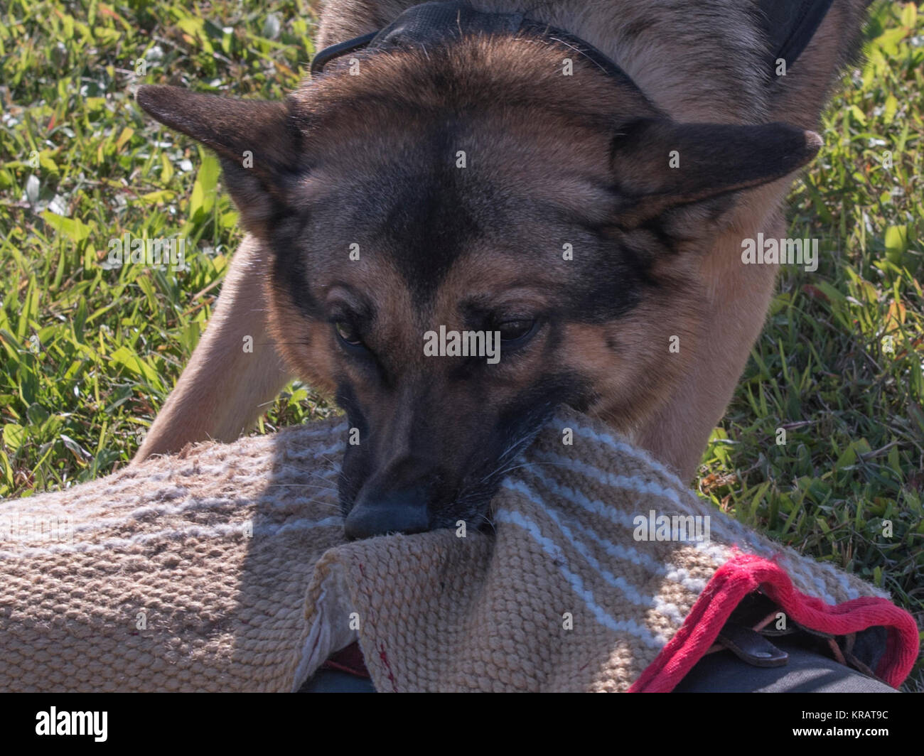 Aly, 18th Security Forces Squadron military working dog, bites down on ...