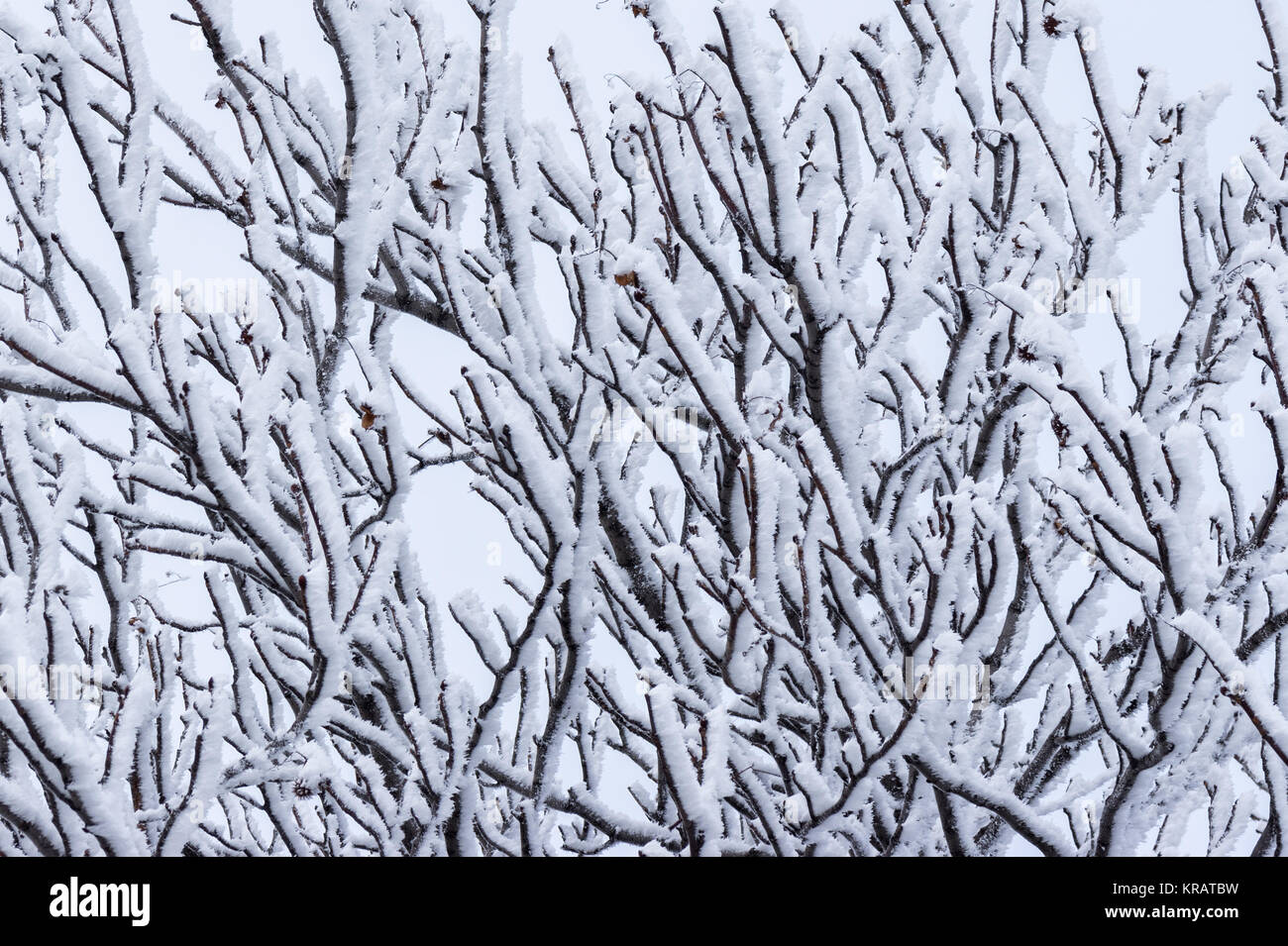 Branchy tree under frost attack in the winter garden Stock Photo - Alamy