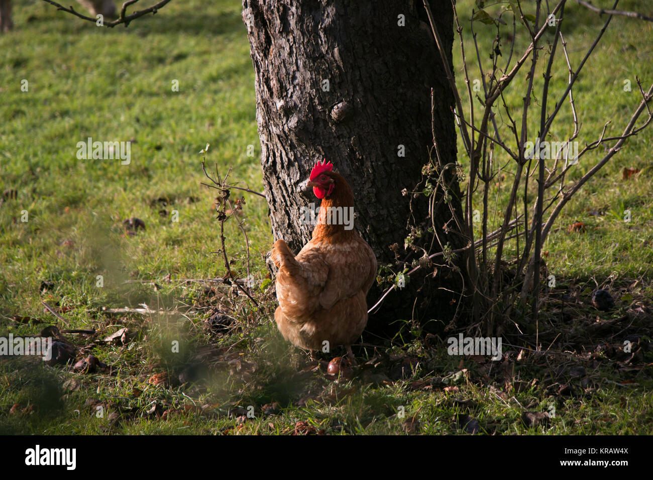 Red hen hi-res stock photography and images - Alamy