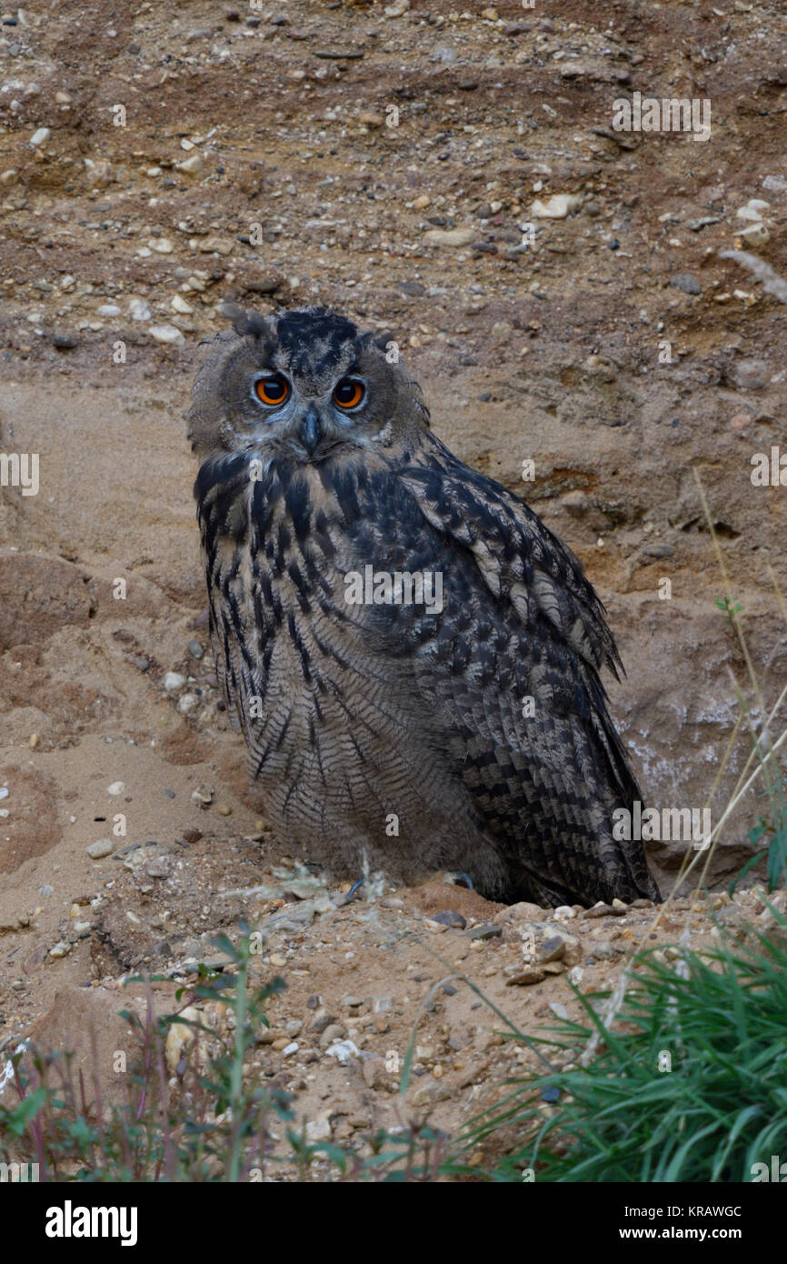 Eurasian Eagle Owl / Uhu ( Bubo bubo ), young bird at dusk, sitting in ...