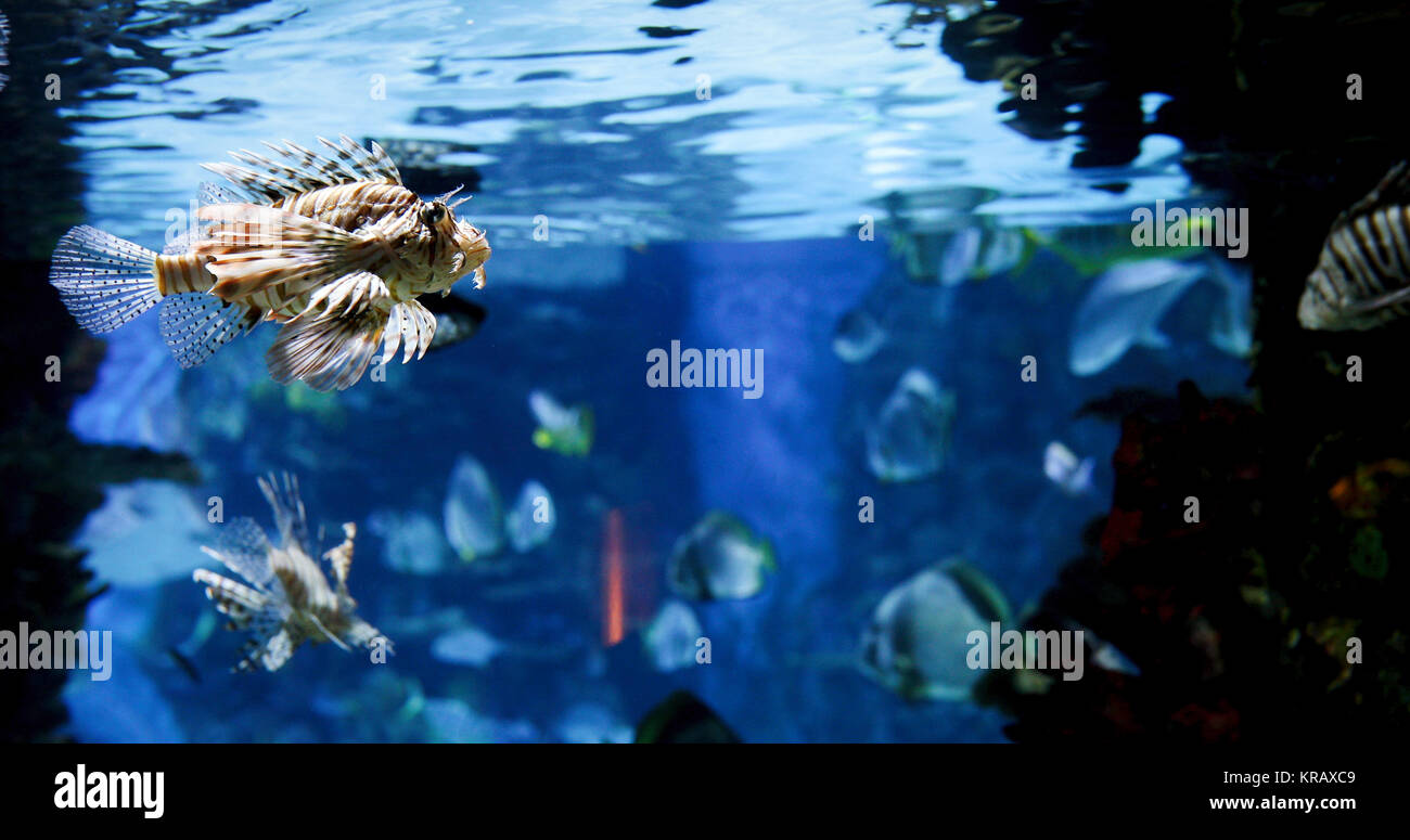 Picture of group of fish swimming underwater Stock Photo - Alamy