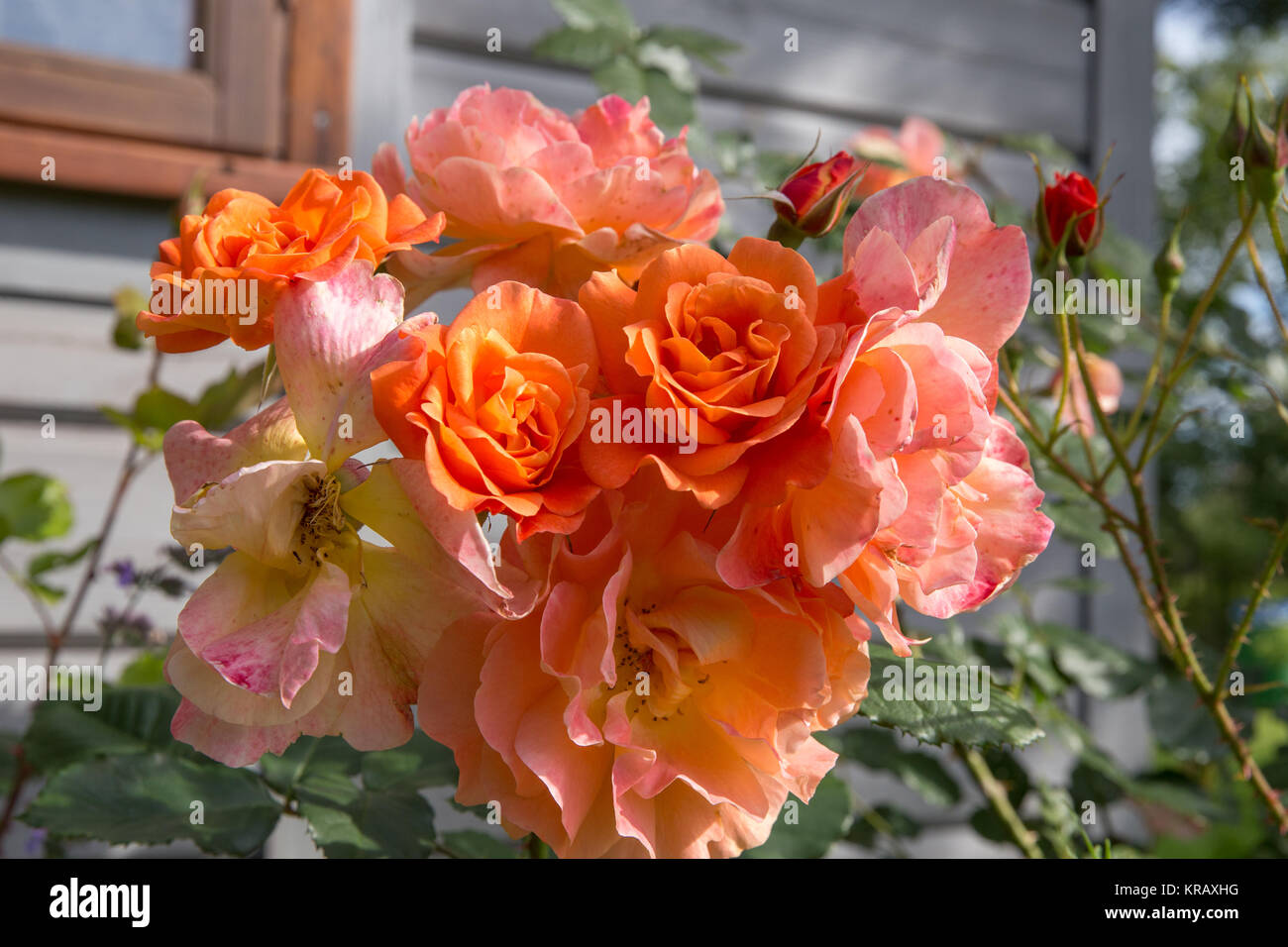 Beautiful orange and red roses in a garden Stock Photo - Alamy