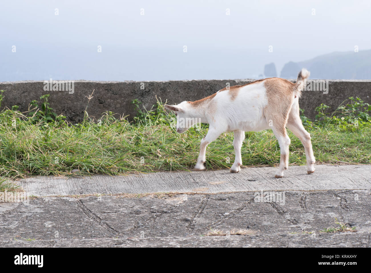 Goats at the roads of Batanes, Philippines Stock Photo - Alamy