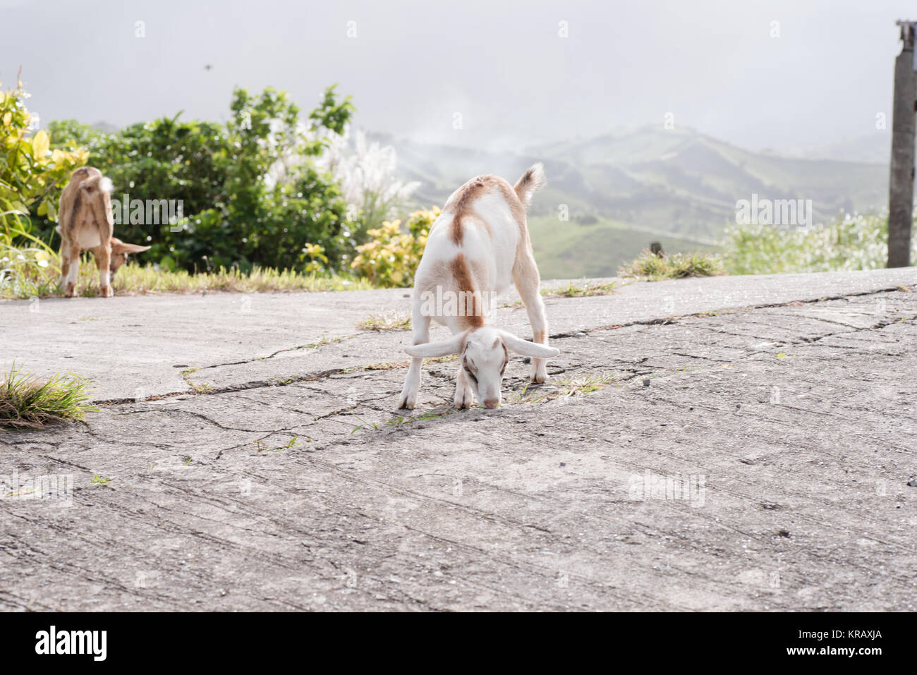 Goats at the roads of Batanes, Philippines Stock Photo - Alamy