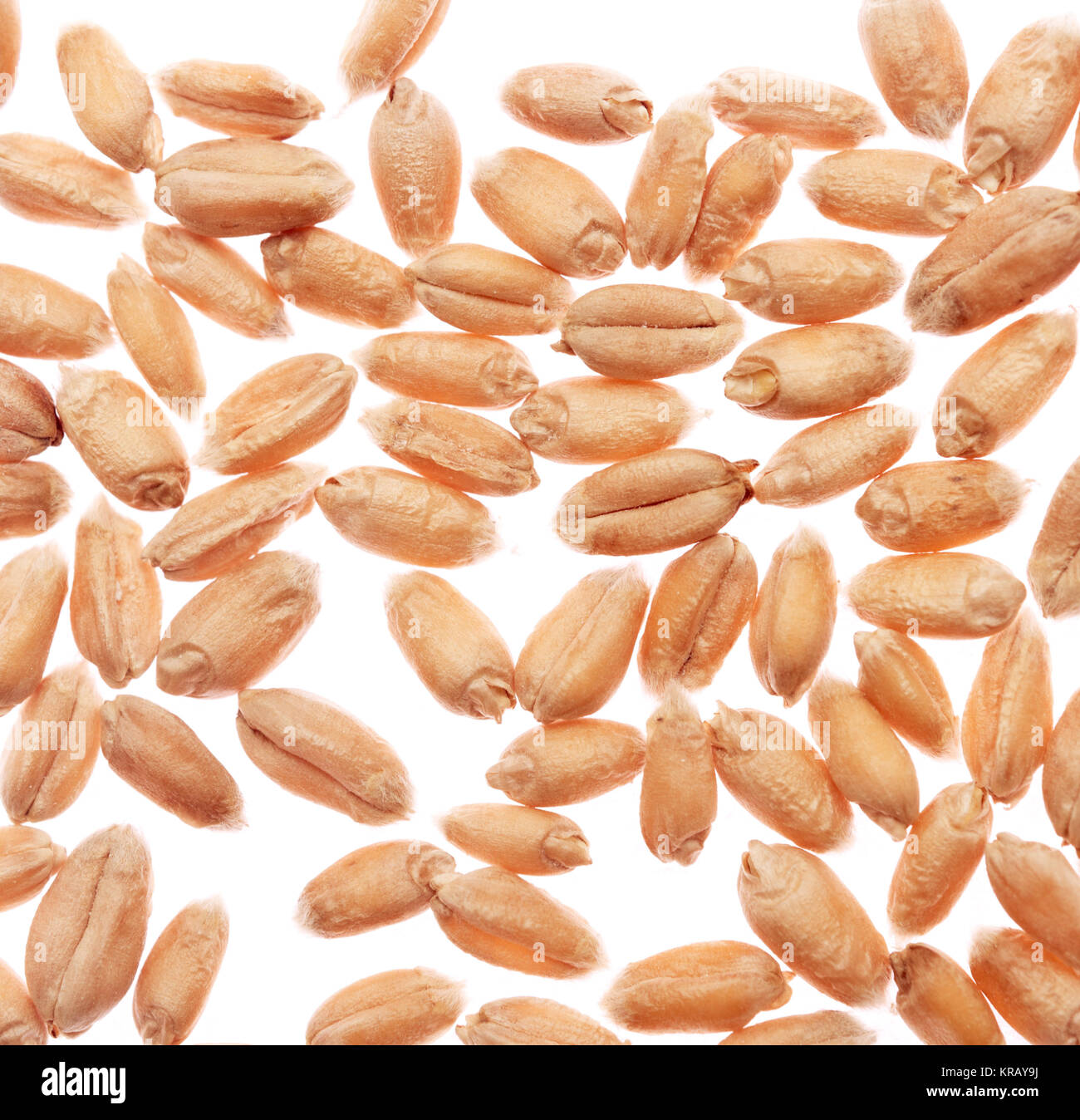 Wheat grains isolated on white background Stock Photo - Alamy