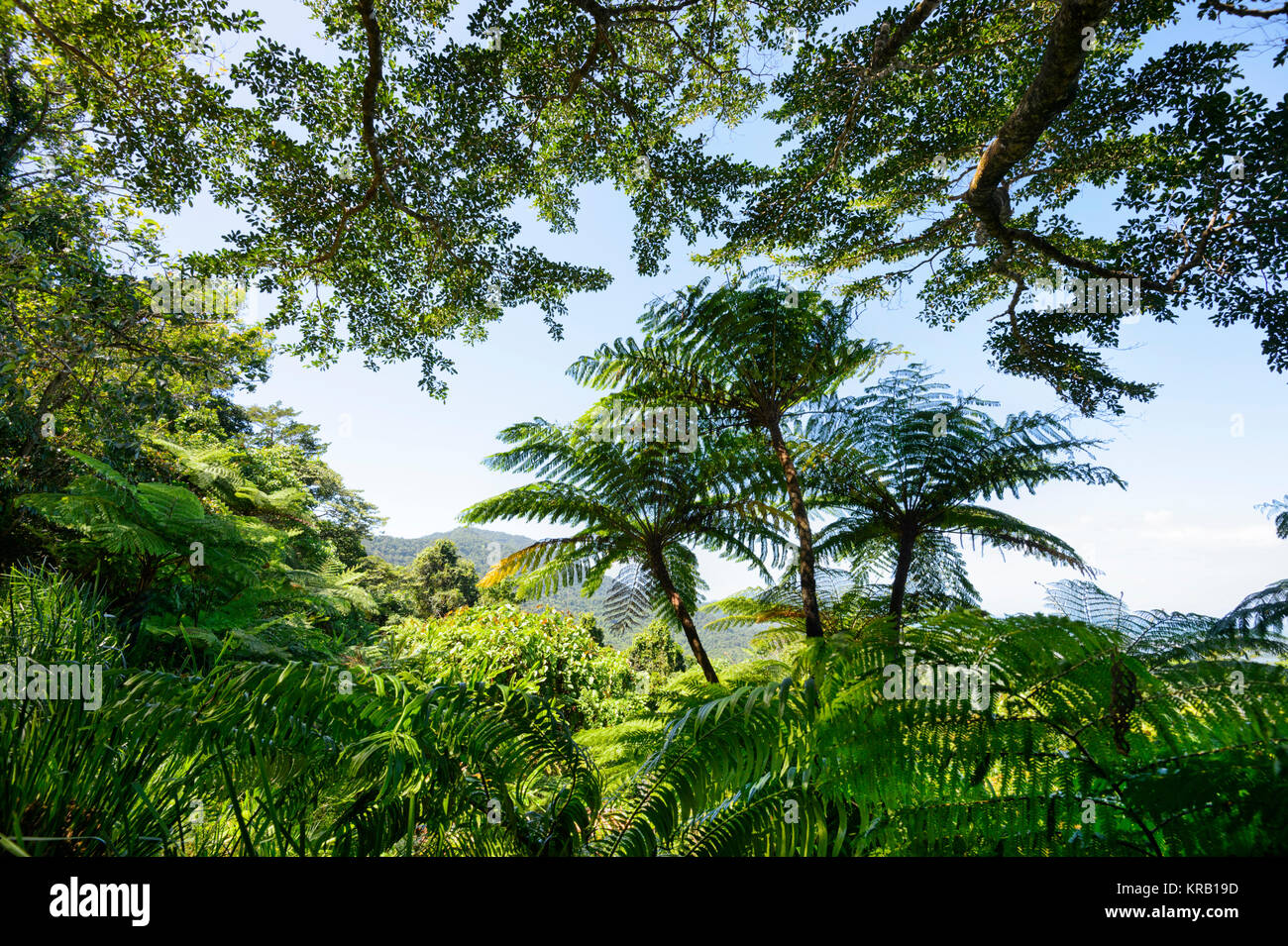 View of the rainforest from Alexandra Range Lookout, Cape Tribulation ...
