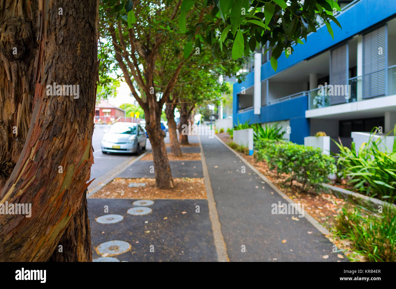 Urban street at Rhodes in Sydney, Australia. Tree-lined city street in ...