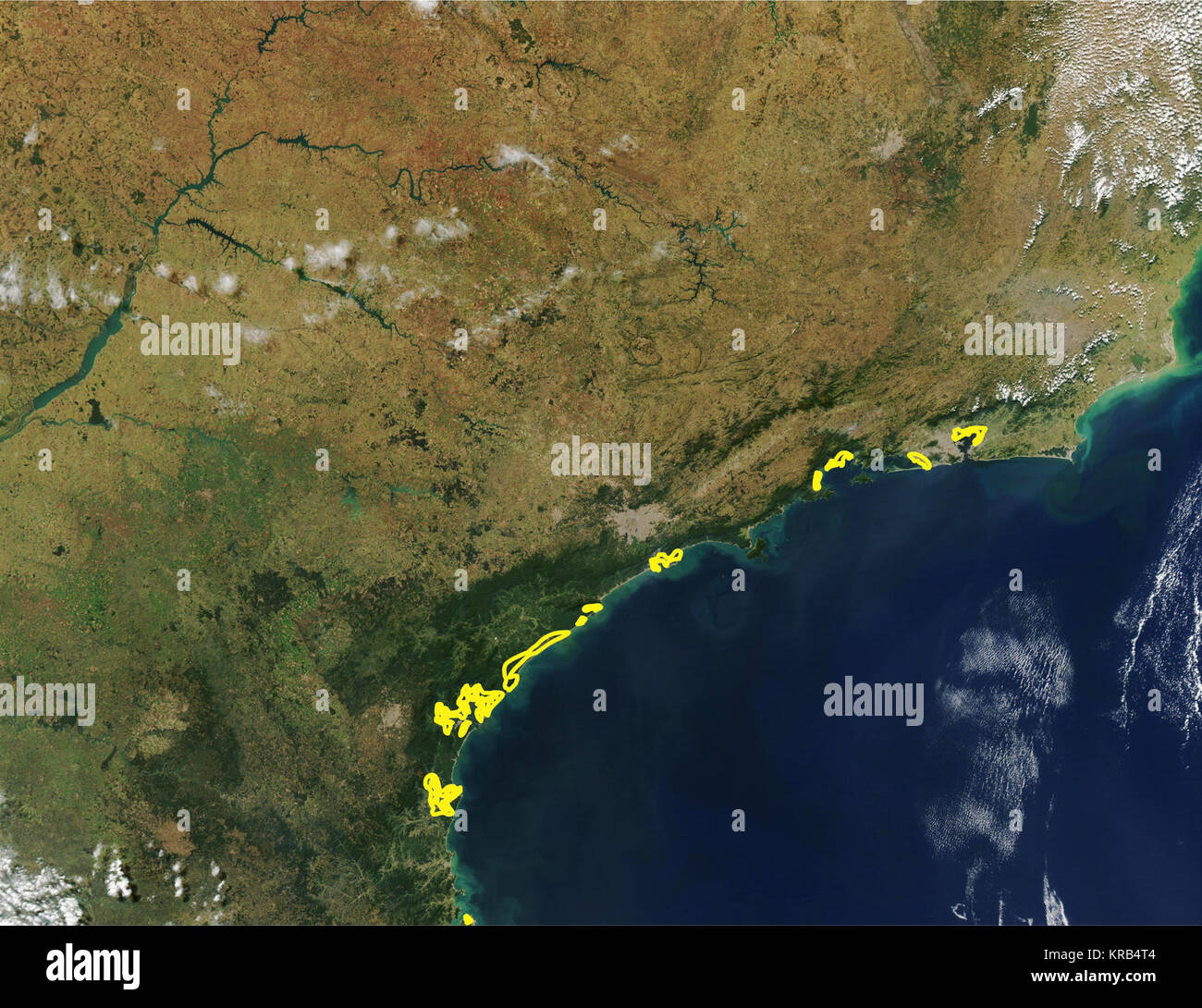 Ilha Grande Mangroves WWF Stock Photo - Alamy