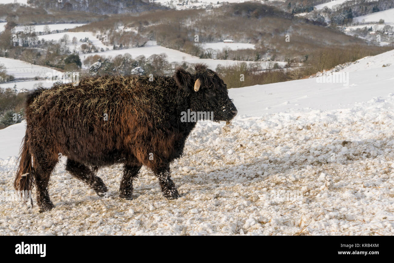 A bull walking on the Malvern Hills in the winter snow Stock Photo - Alamy