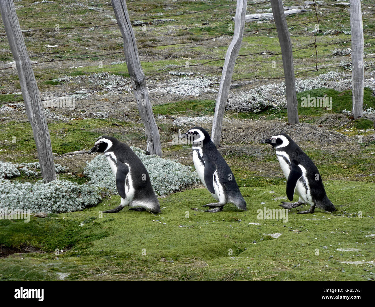 Penguin trio hi-res stock photography and images - Alamy