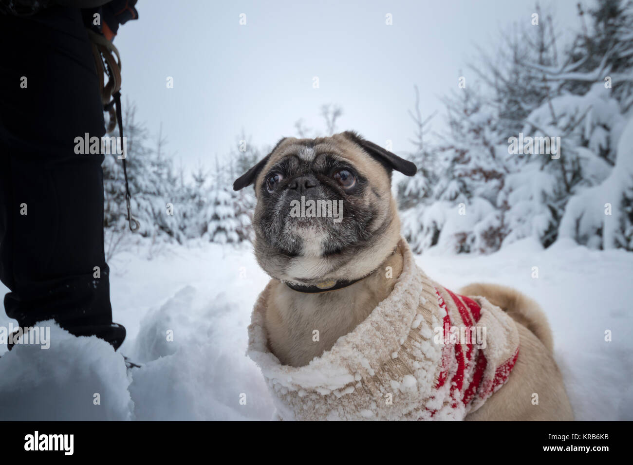 Dog (pug) with ringlet - pullover goes Walk in the snow-covered winter ...