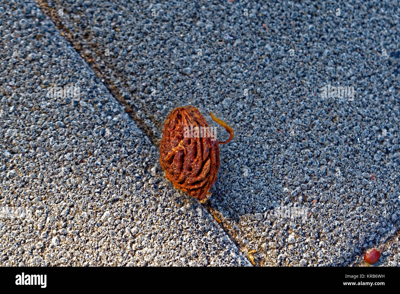 Peach seed hi-res stock photography and images - Alamy