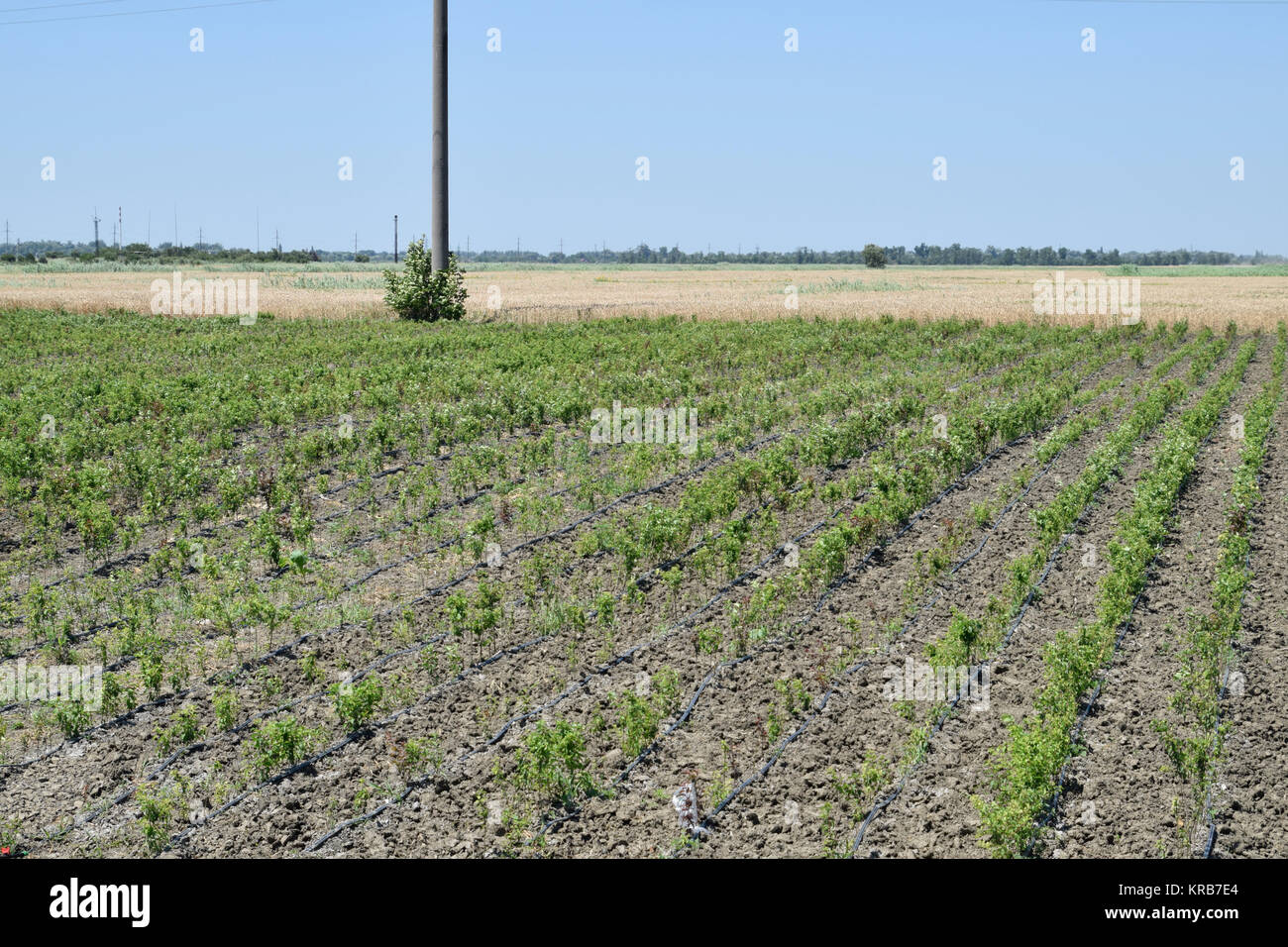 Field with seedlings of fruit trees. Reproduction of fruit crops Stock ...