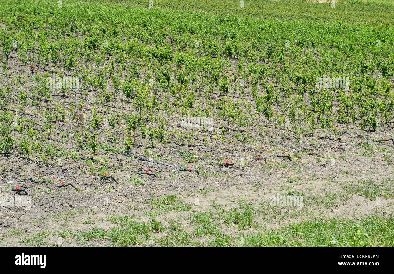 Field with seedlings of fruit trees. Reproduction of fruit crops Stock ...