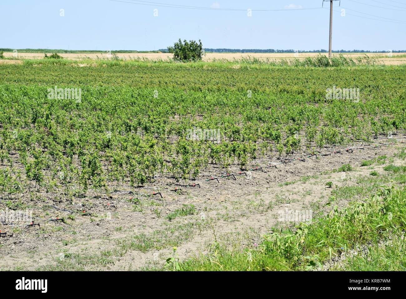 Field with seedlings of fruit trees. Reproduction of fruit crops Stock ...