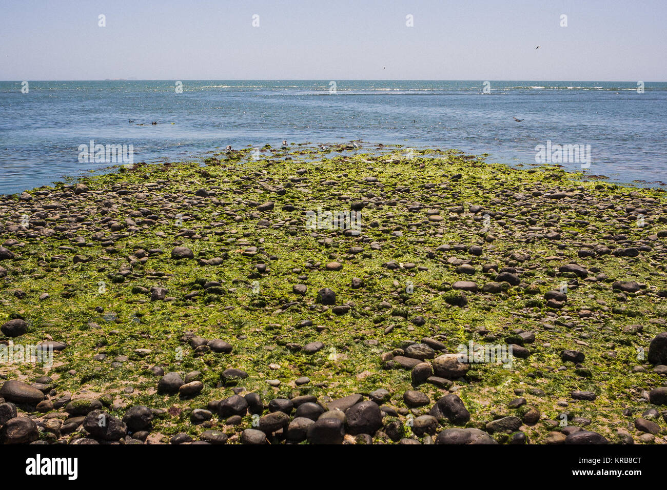 Seaweed on the shore in Paracas, Peru Stock Photo - Alamy