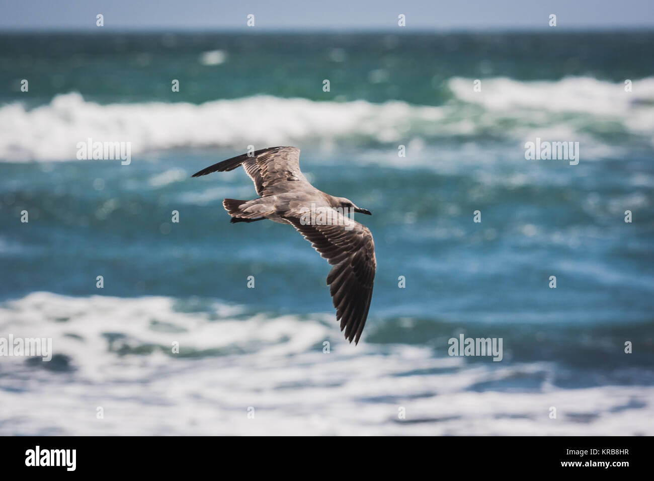 Grey seagull flying over the Pacific Ocean in Paracas, Peru Stock Photo ...