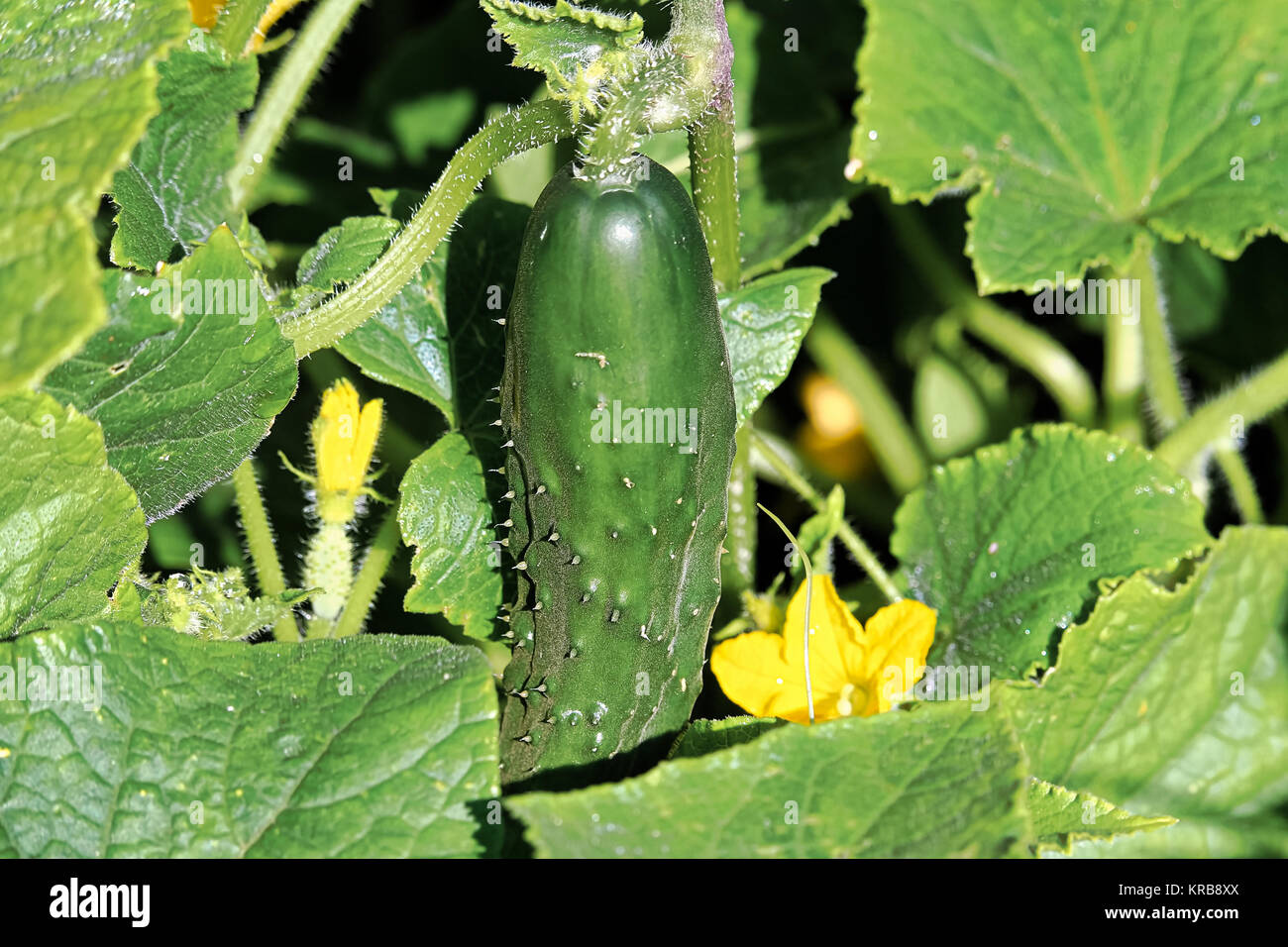 Closeup of an organic cucumber growing in the field Stock Photo - Alamy