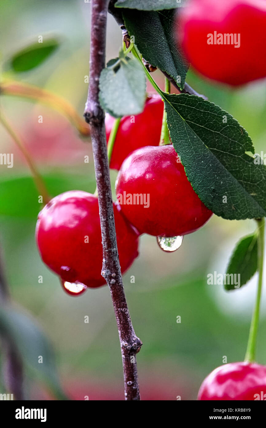 Closeup of sour cherries after the rain Stock Photo - Alamy
