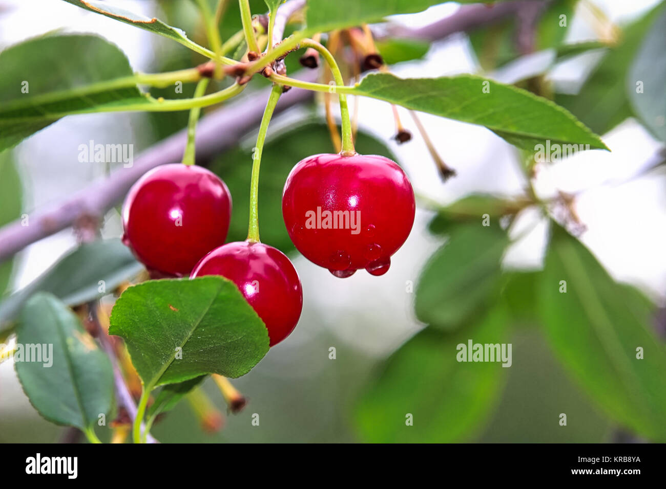 Closeup of sour cherries after the rain Stock Photo - Alamy