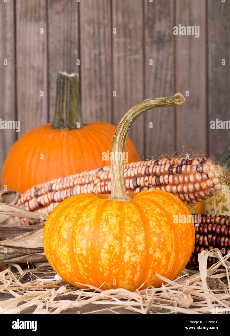 Colorful autumn pumpkins with indian corn on straw covered surface and ...