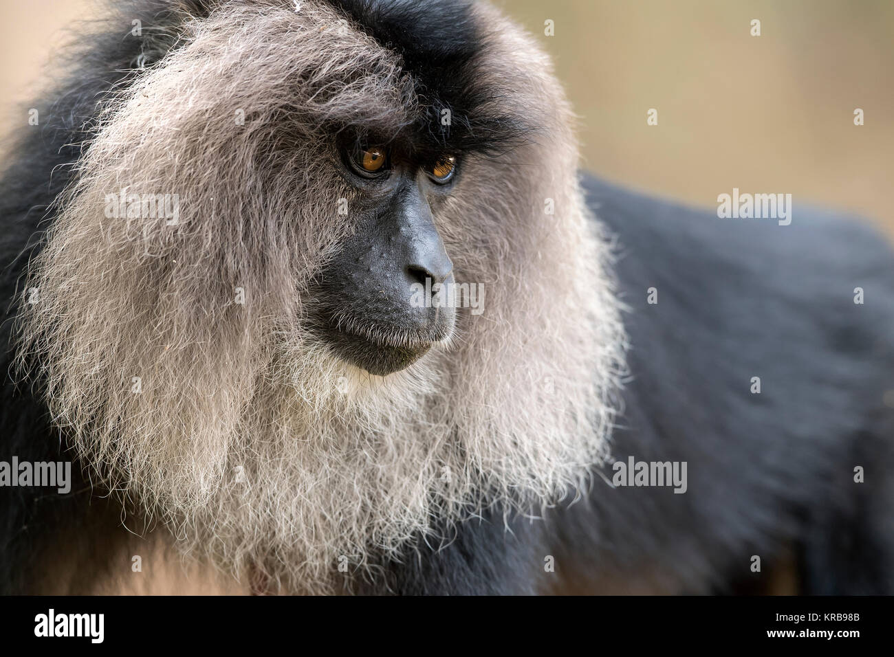 The image of Lion-tailed macaque (Macaca silenus) at Valparai,Tamil ...