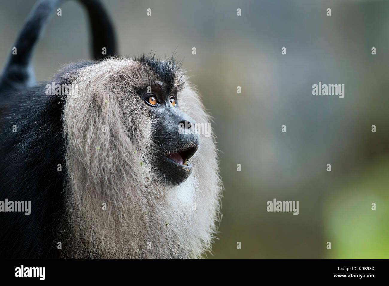 The image of Lion-tailed macaque (Macaca silenus) at Valparai,Tamil ...