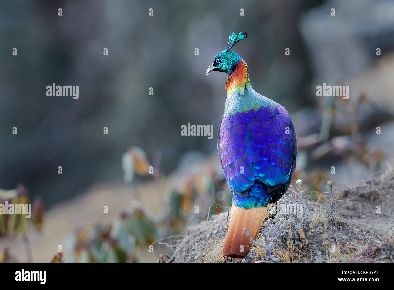 Monal Bird High Resolution Stock Photography and Images - Alamy