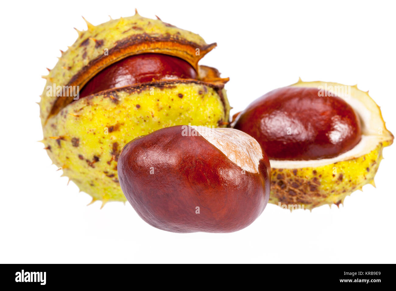 Fruits of chestnuts in green shell isolated on white background Stock ...