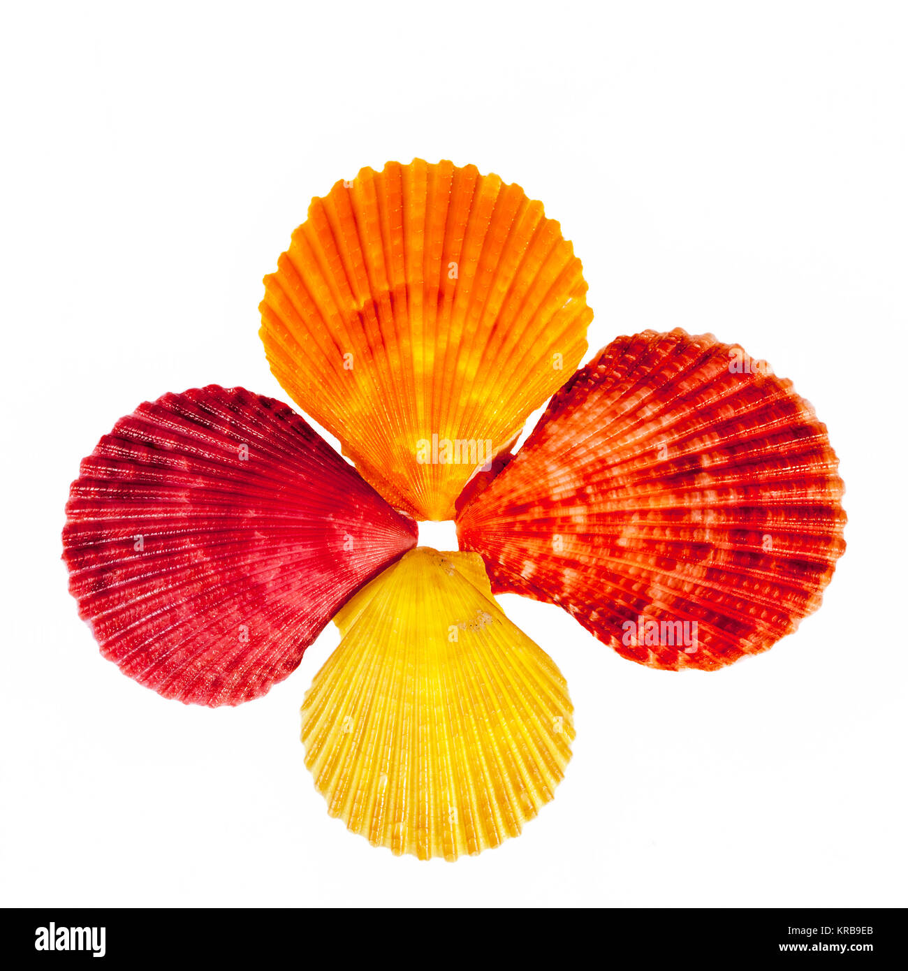 Colorful sea shells of mollusk isolated on white background Stock Photo ...