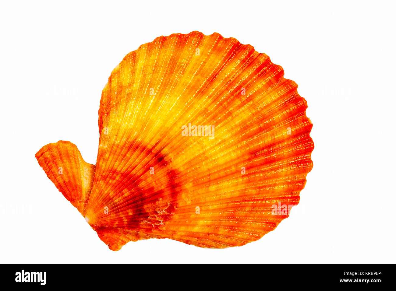 Sea shell of mollusk isolated on white background, close up Stock Photo ...