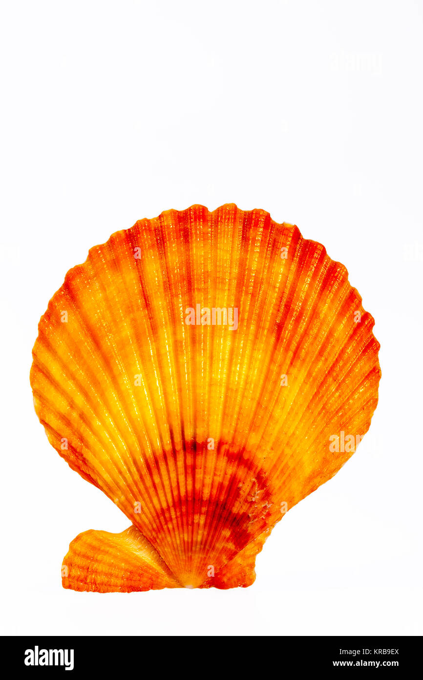 Sea shell of mollusk isolated on white background, close up Stock Photo ...