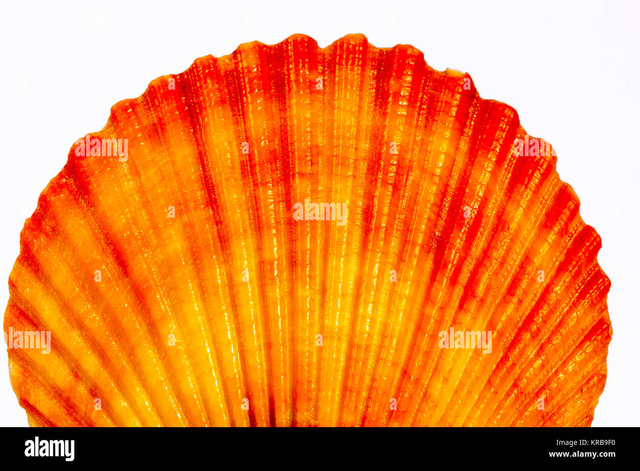 Colorful sea shell of mollusk isolated on white background Stock Photo ...