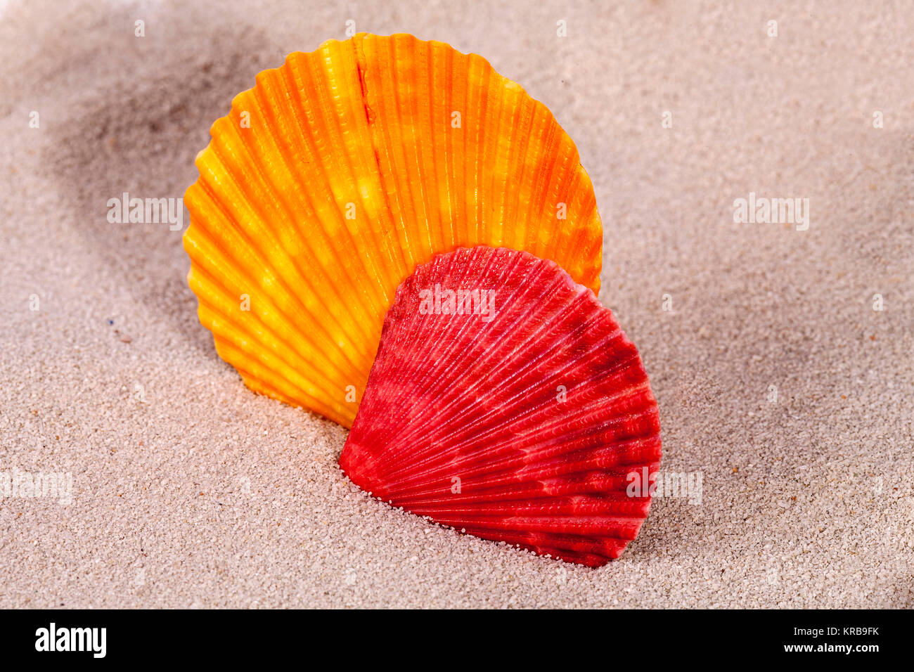 Molluscs maldives hi-res stock photography and images - Alamy