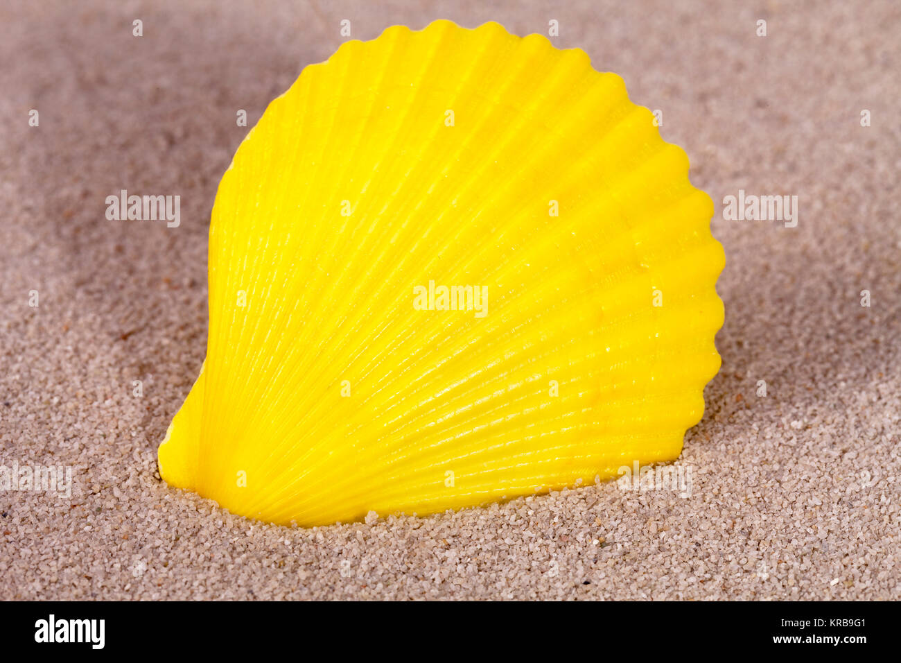 Yellow sea shell of mollusk lying on the sand Stock Photo - Alamy