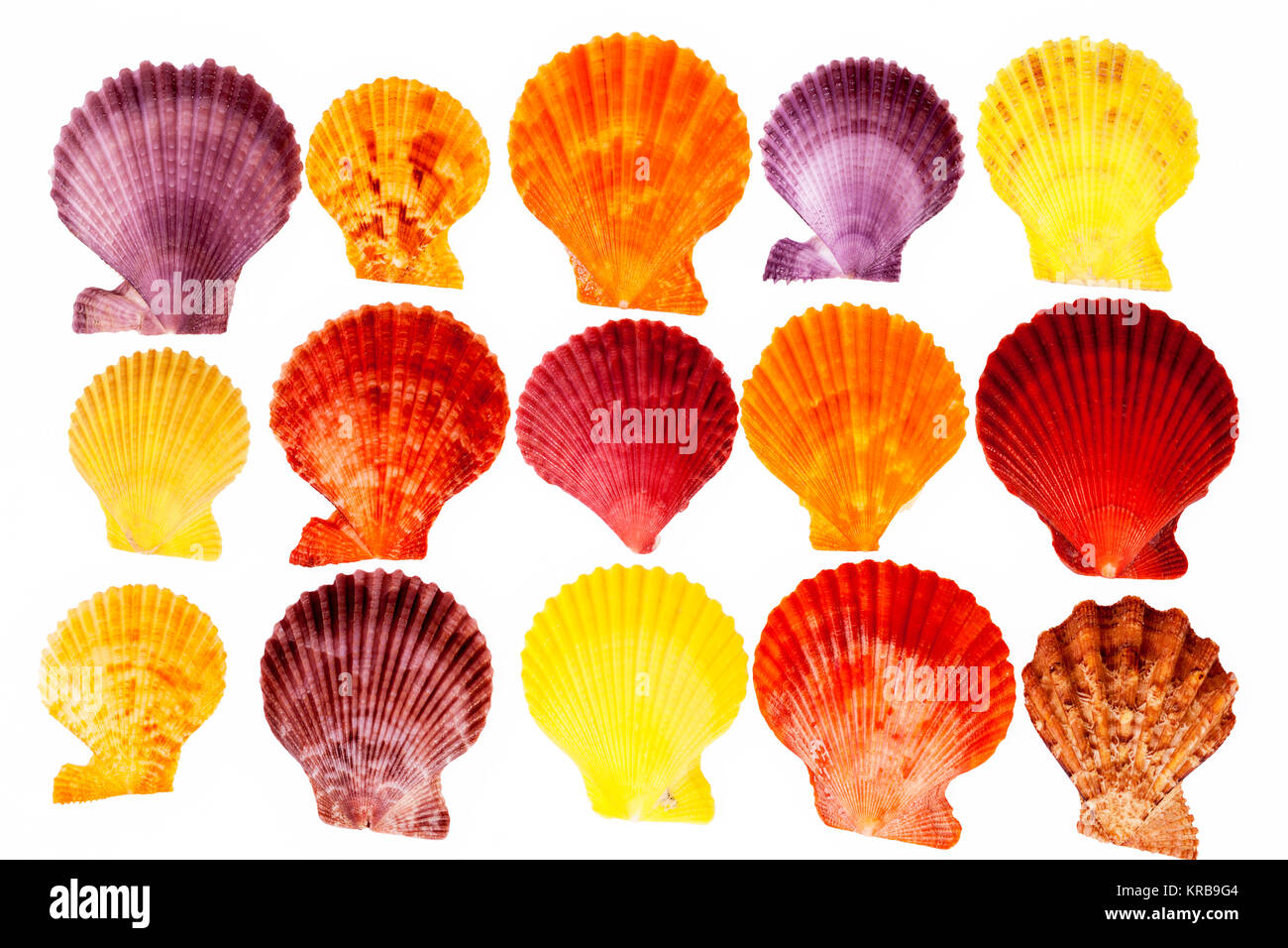Collection colorful sea shells of mollusk isolated on white background ...