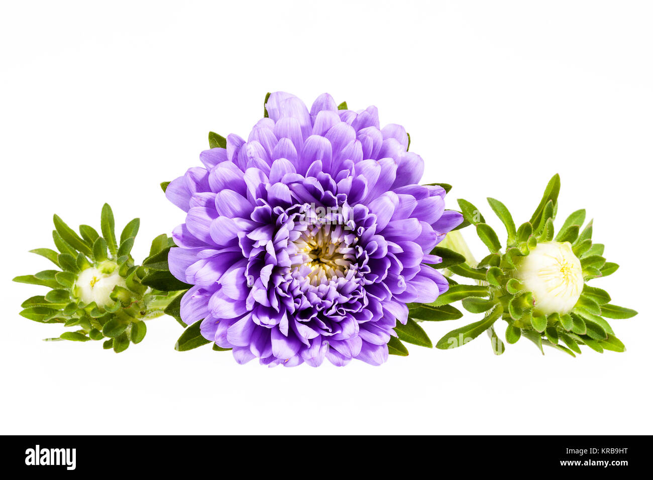 Single violet flower of aster isolated on white background Stock Photo ...