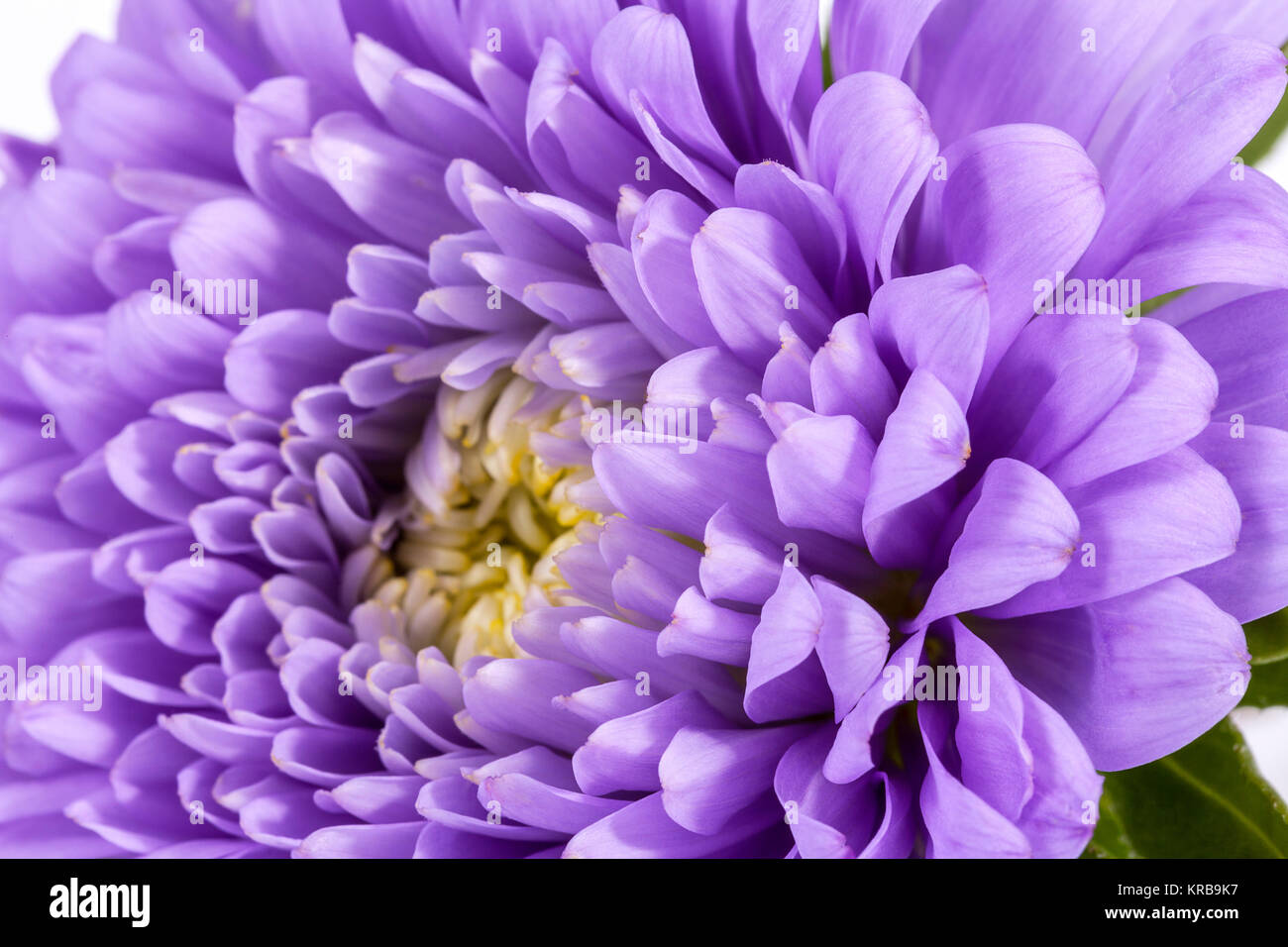 Single violet flower of aster isolated on white background Stock Photo ...