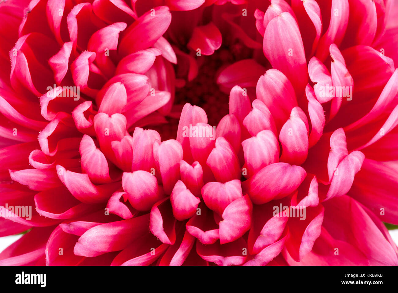 Single aster flower hi-res stock photography and images - Alamy
