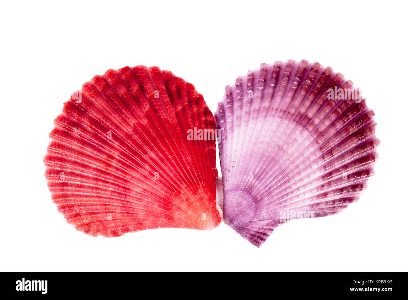 Sea shells of mollusk isolated on white background Stock Photo - Alamy