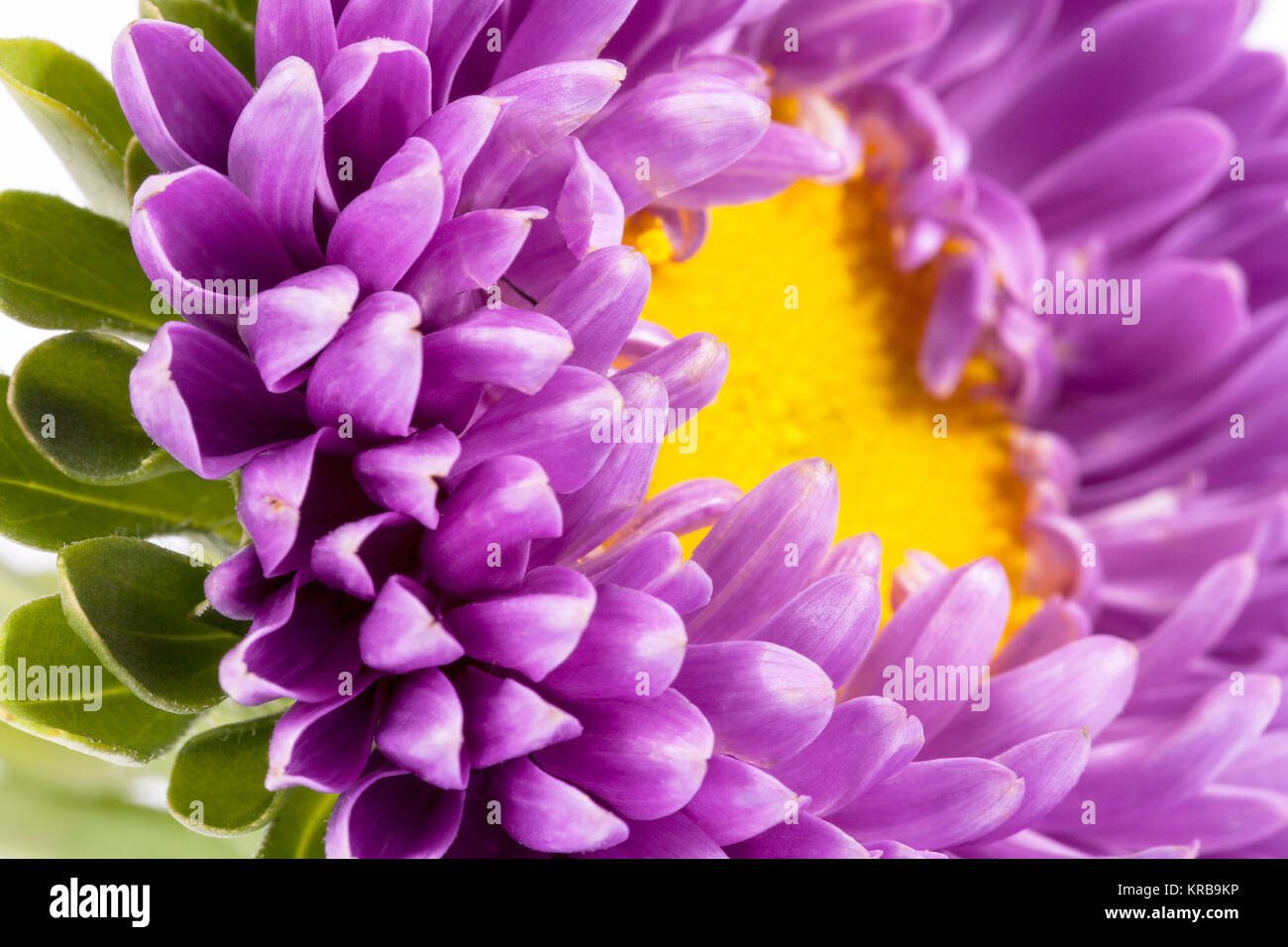 Single violet flower of aster on white background, close up Stock Photo ...