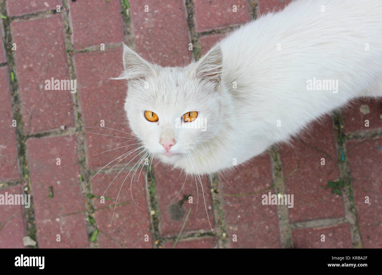 white single homeless cat with orange eyes is posing outdoors on a ...